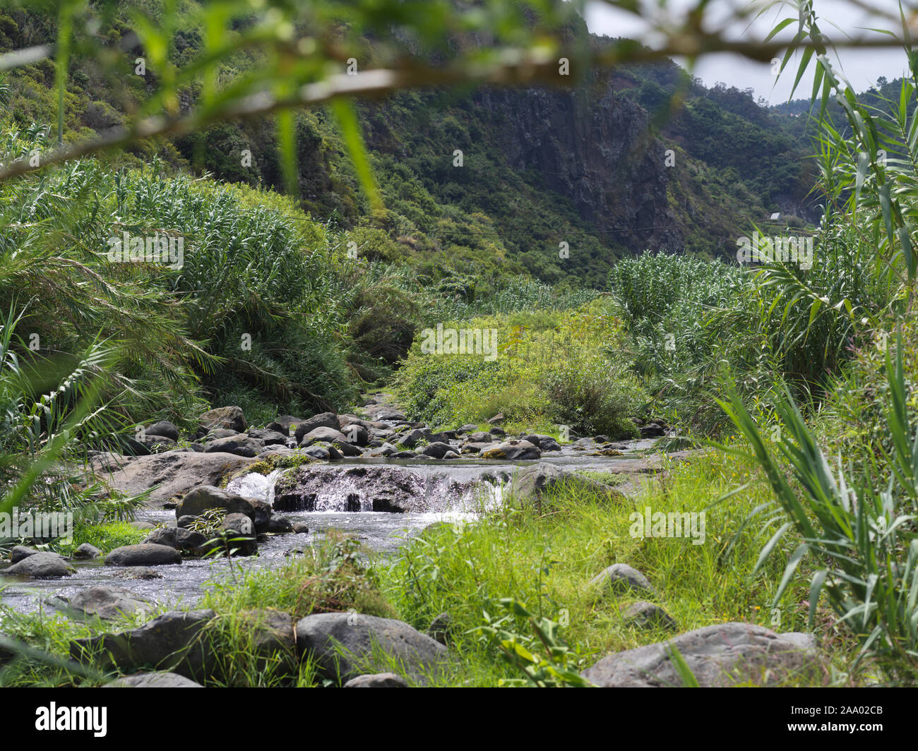Fresh water made by the Laurissilva of Madeira tree's floats through ...