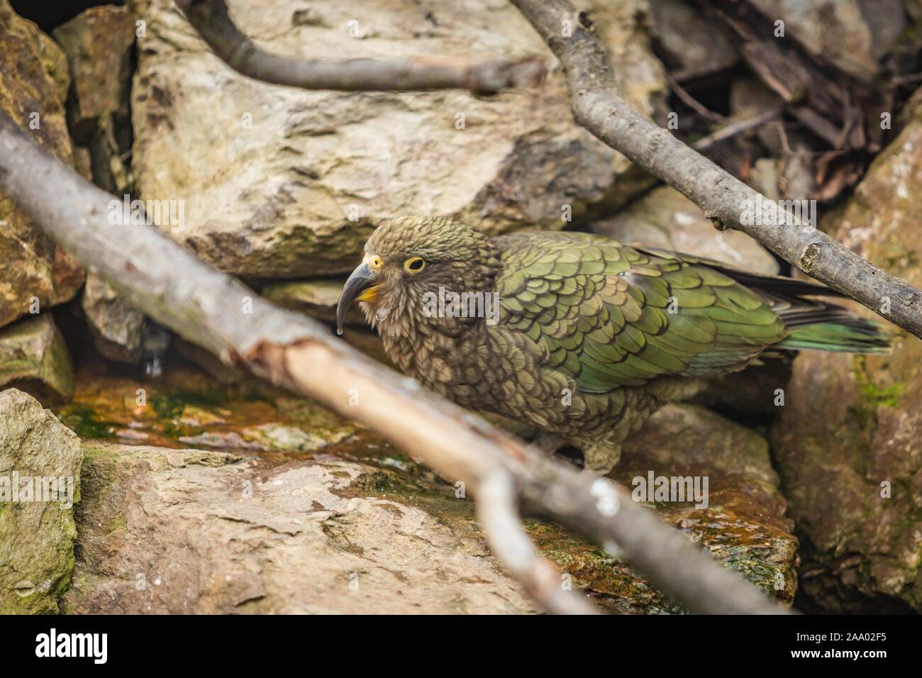 The kea, a green parrot with long curved beak from New Zealand standing ...