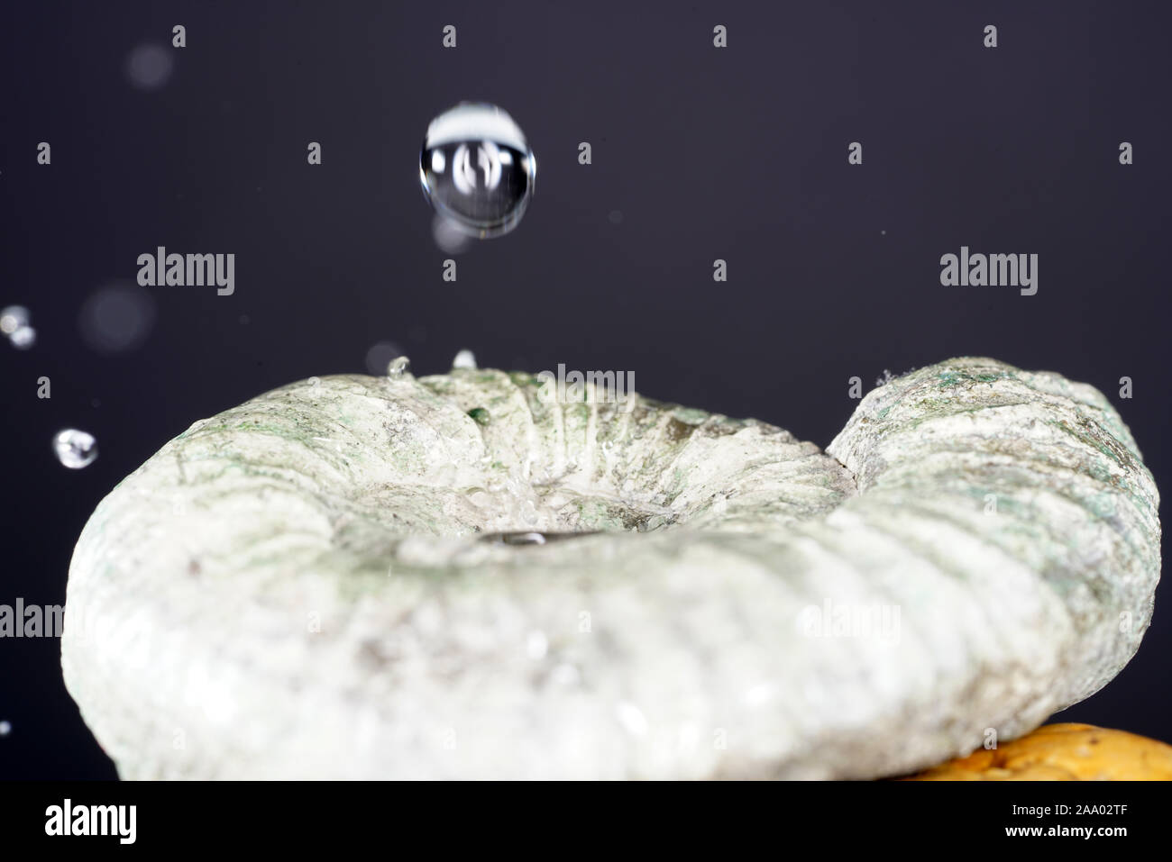 Ammonite is a fossilization of a squid enclosure, photographed here ...