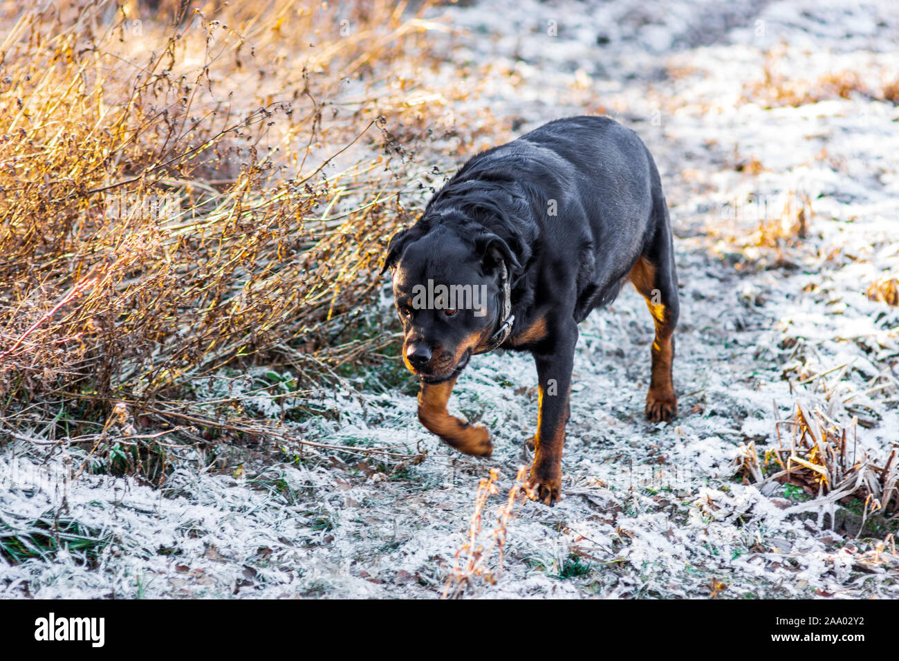 Rottweiler Dog Walking on Nature Background Stock Photo - Alamy