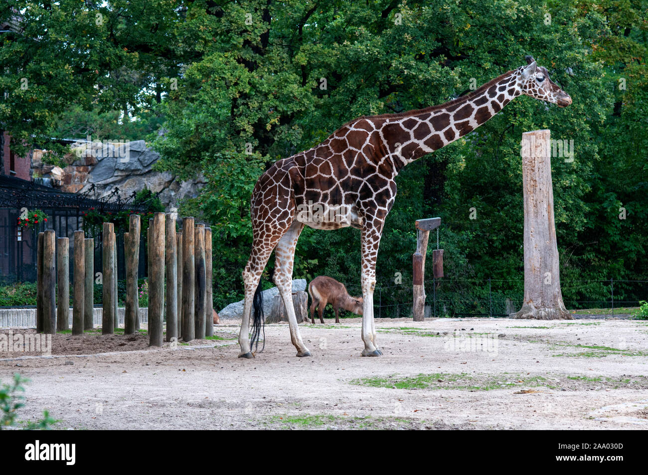 Berlin zoo giraffe hi-res stock photography and images - Alamy