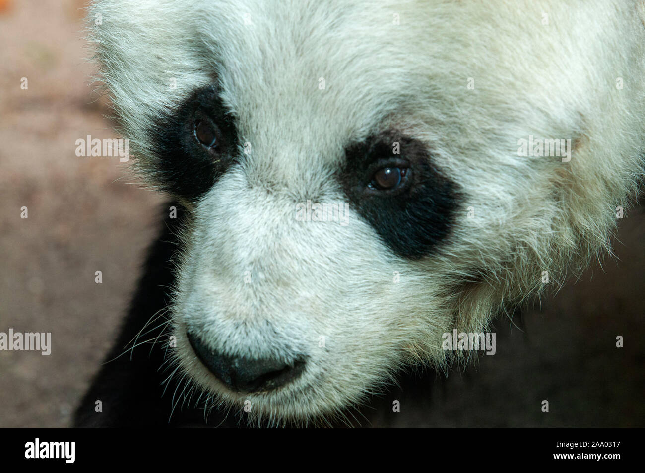 Panda Meng Meng bear (Ailuropoda melanoleuca) Bao Bao in Berlin Zoo ...