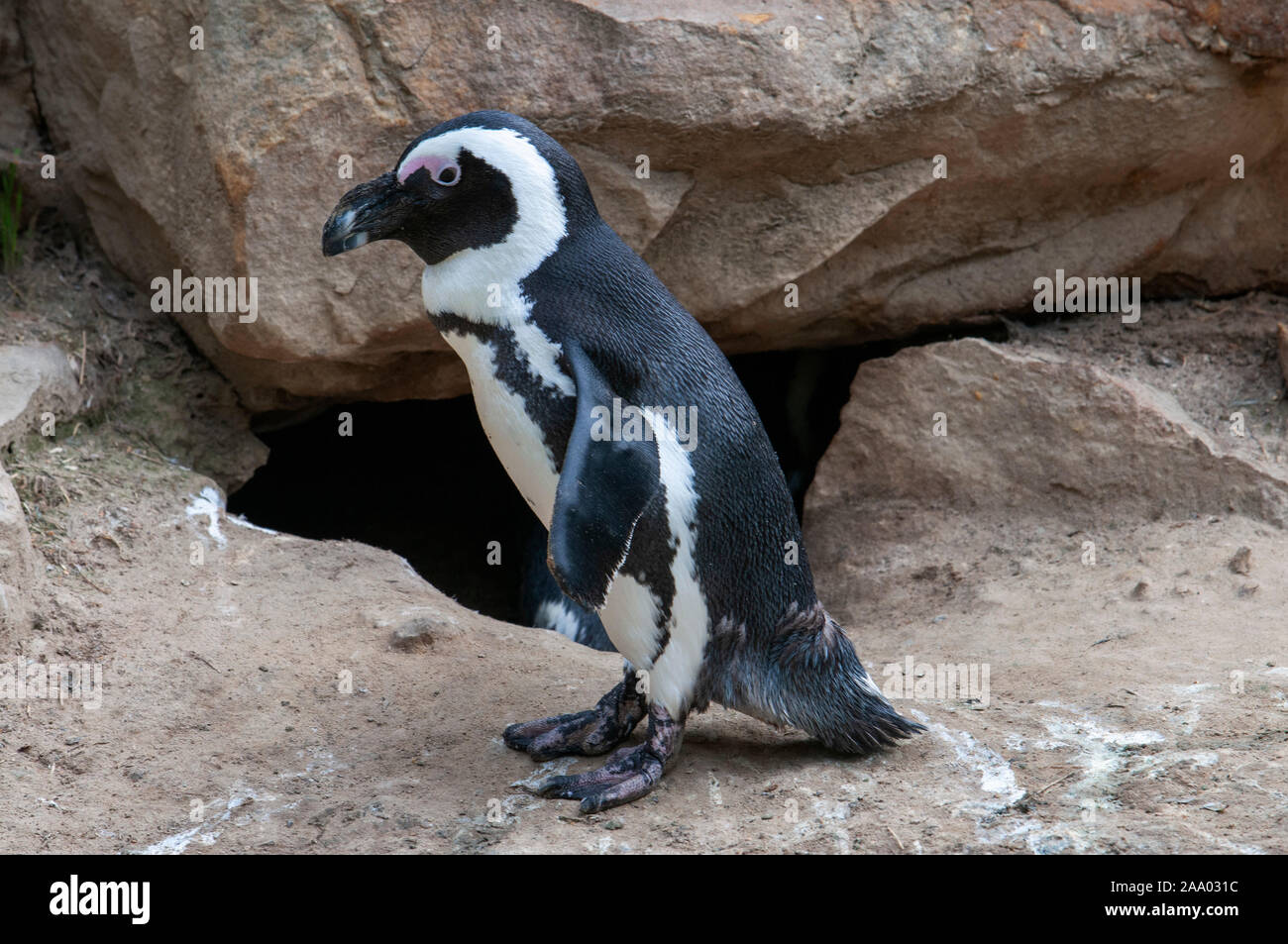 Penguin in Berlin Zoo / Zoological Garden in Berlin, Germany Stock ...