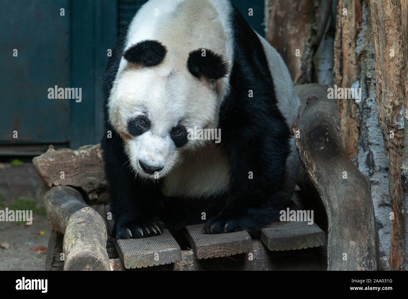 Panda Meng Meng bear (Ailuropoda melanoleuca) Bao Bao in Berlin Zoo ...