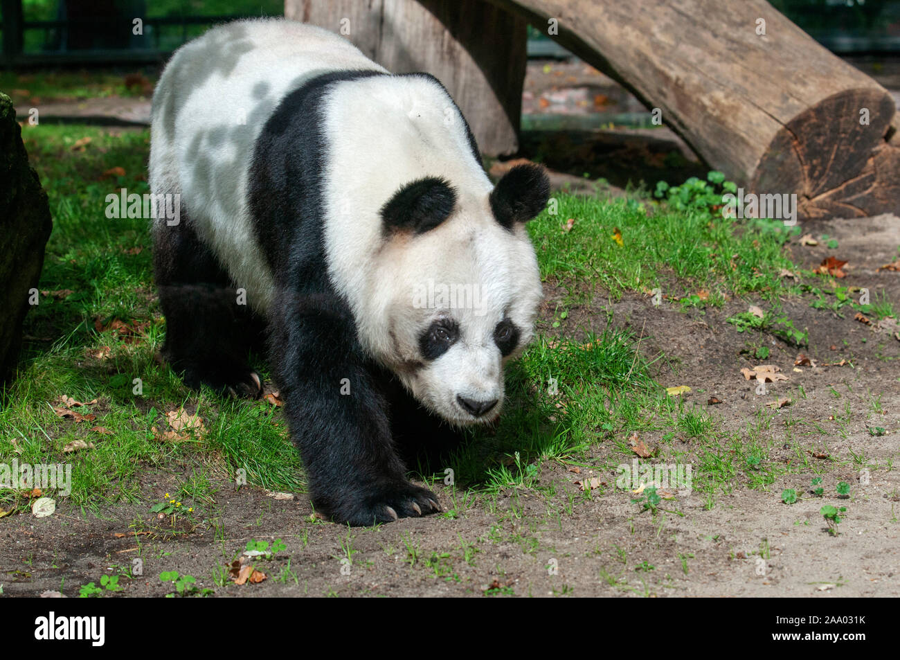 Panda bao bao hi-res stock photography and images - Alamy