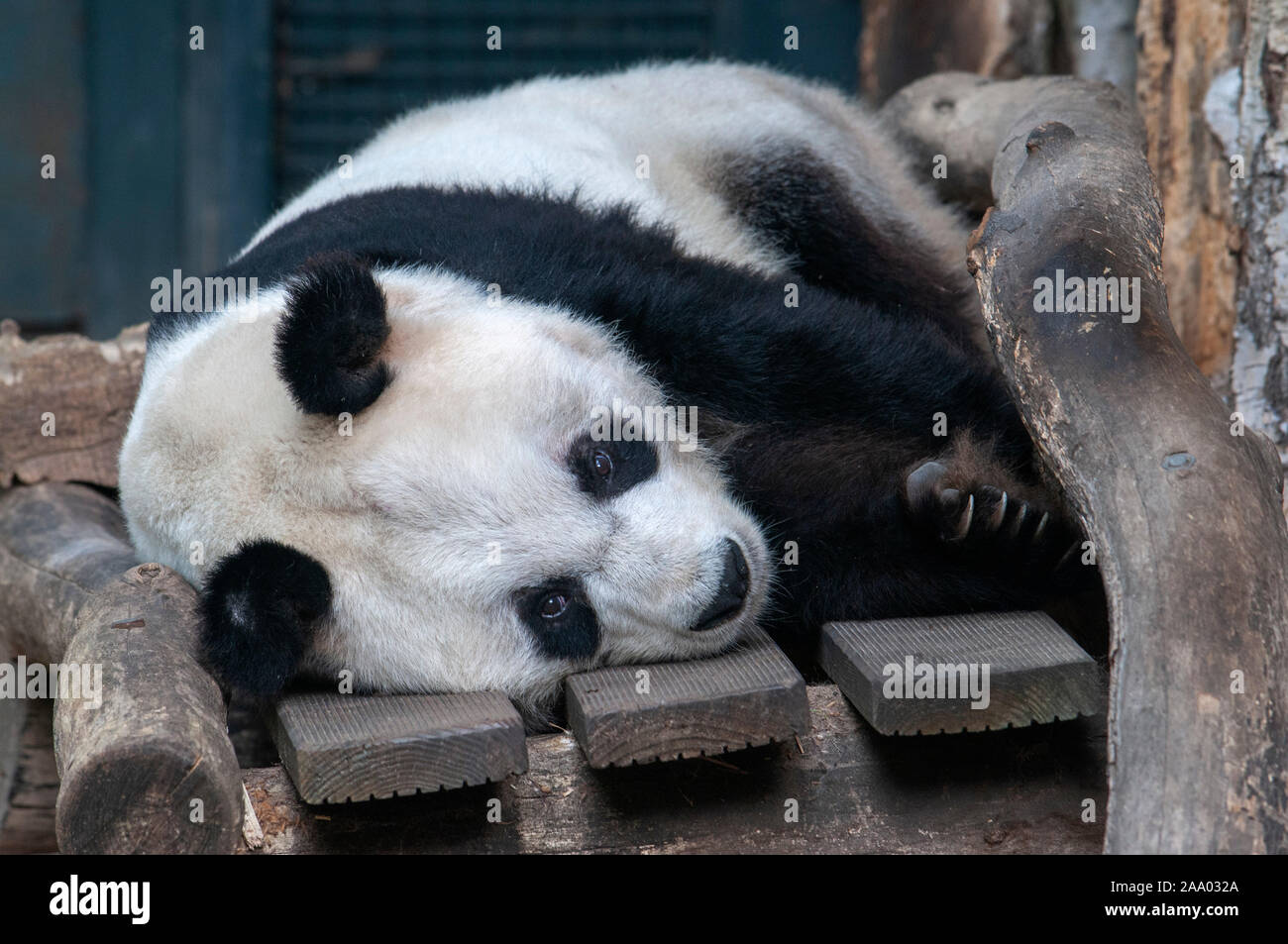 Panda bao bao hi-res stock photography and images - Alamy