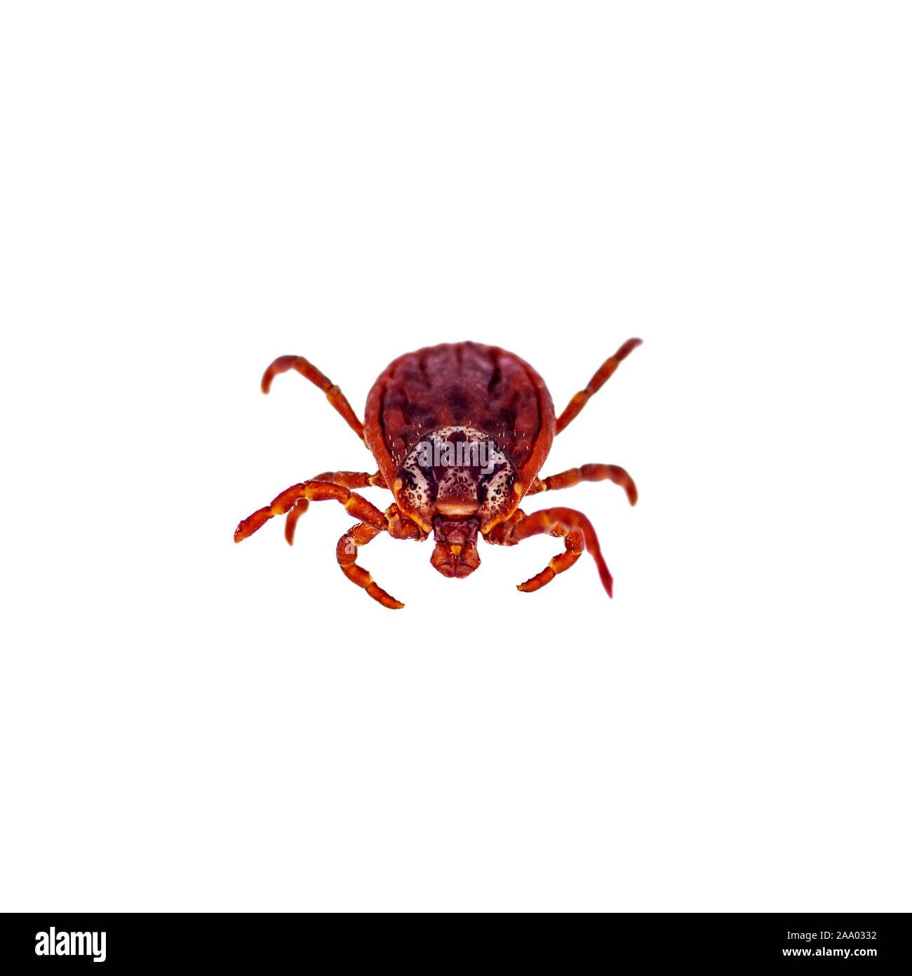 Encephalitis Virus or Lyme Borreliosis Disease or Monkey Fever ...