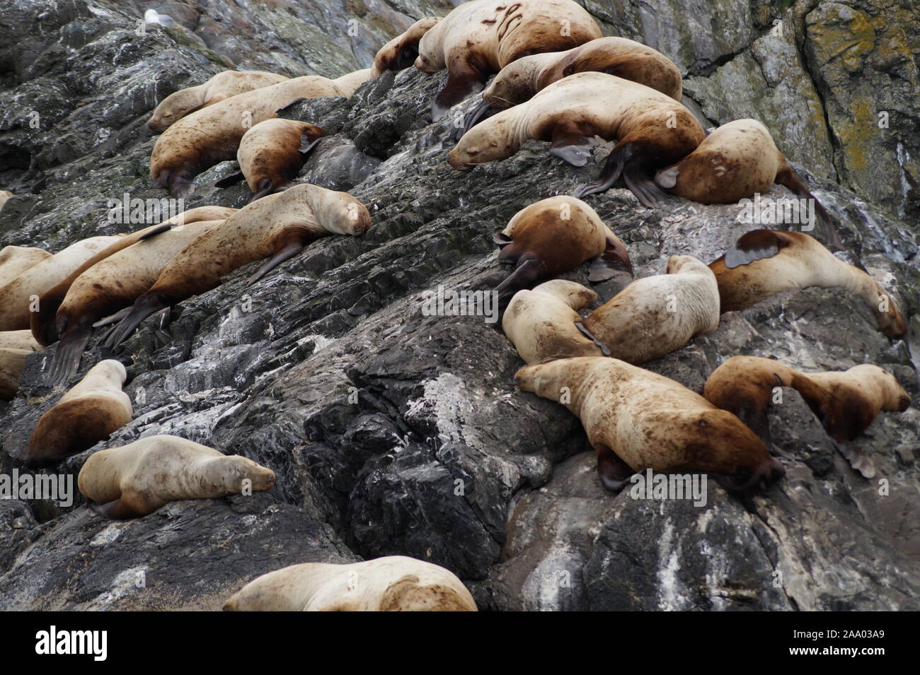 Bering sea animals hi-res stock photography and images - Alamy