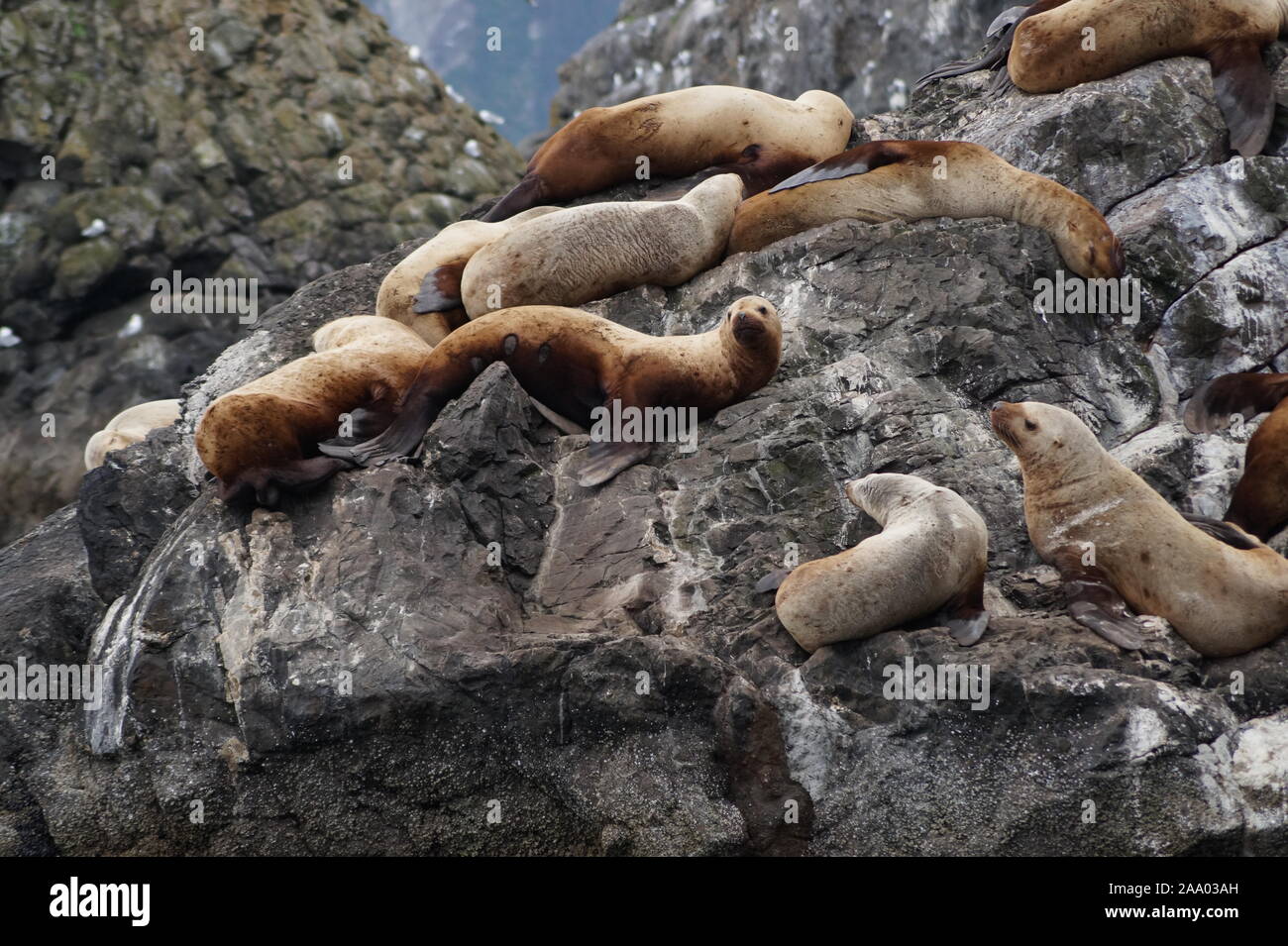 Bering sea animals hi-res stock photography and images - Alamy