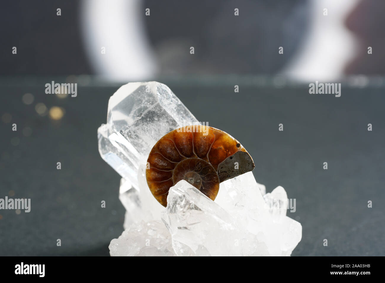 Ammonite is a fossilization of a squid enclosure, photographed here ...