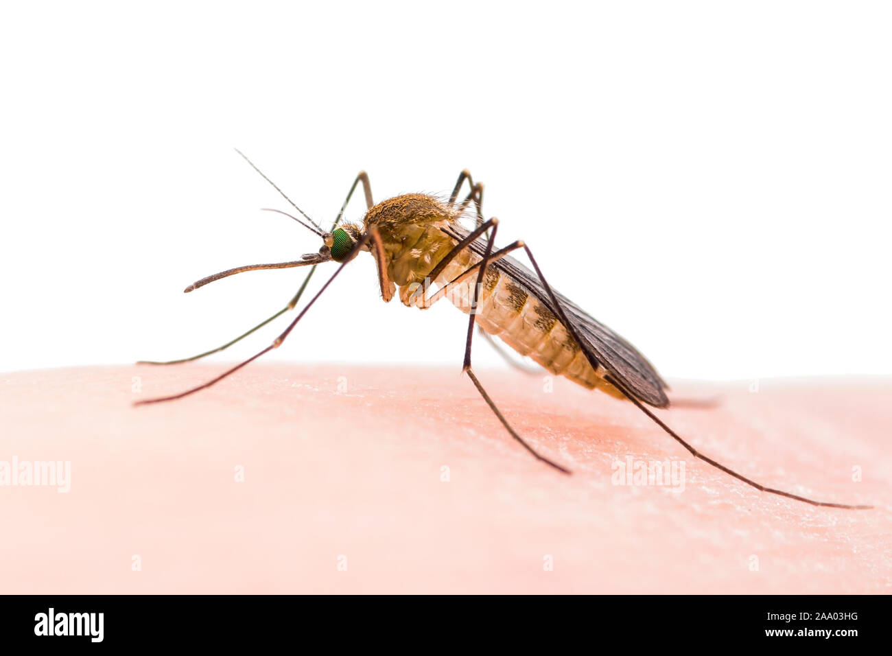 Encephalitis, Yellow Fever, Malaria Disease or Zika Virus Infected ...