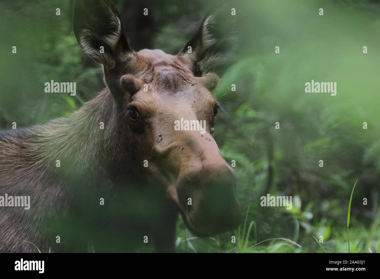 moose in forest looking at camera Stock Photo - Alamy