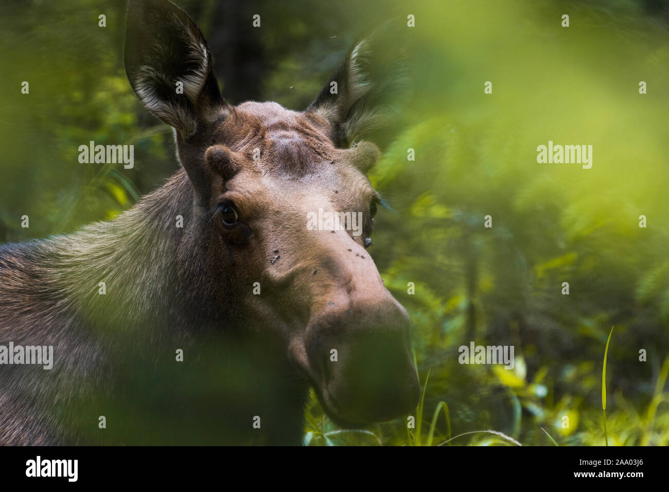 moose in forest alaska looking at camera Stock Photo - Alamy