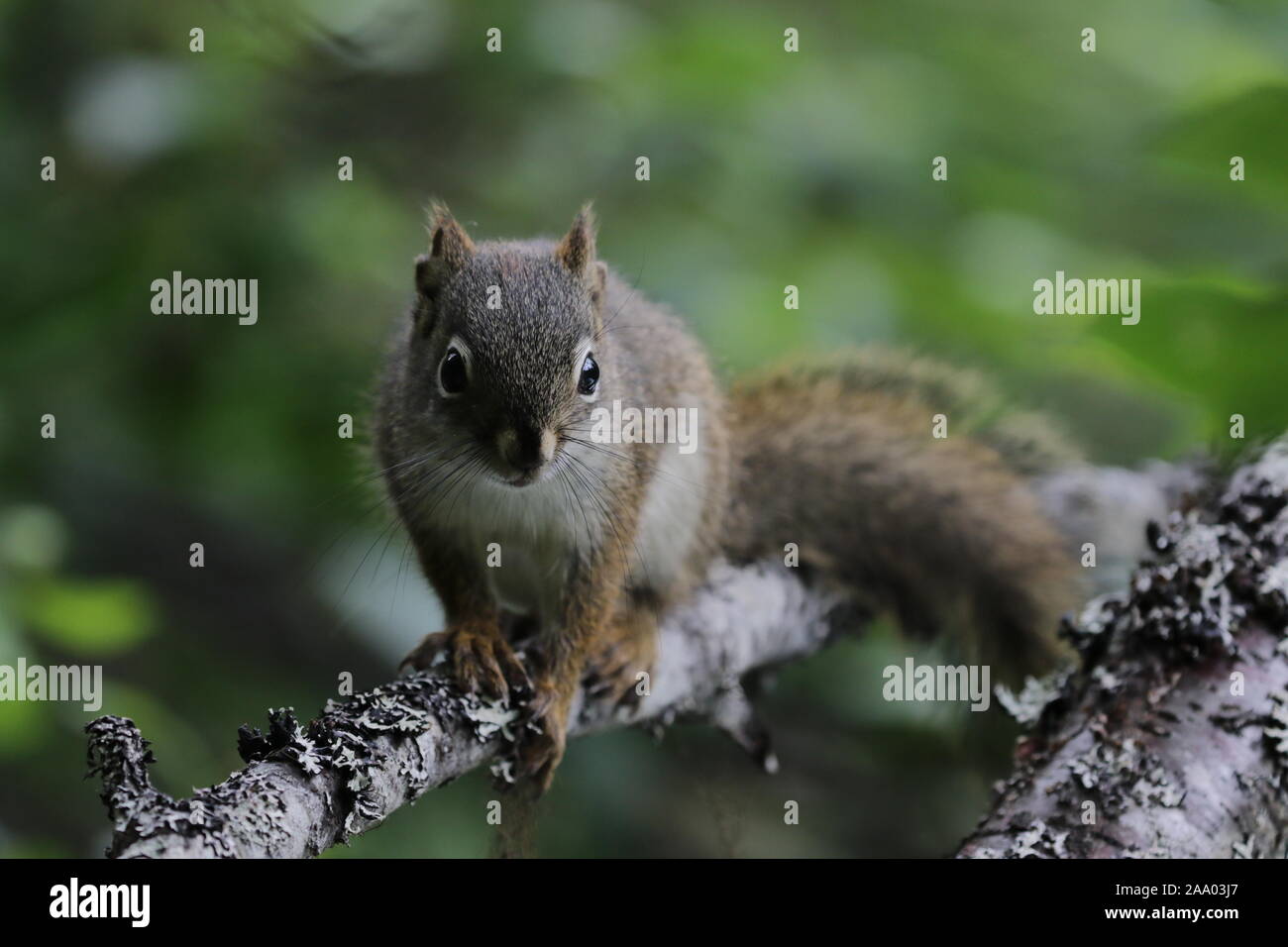 squirrel on branche looking at camera Stock Photo - Alamy