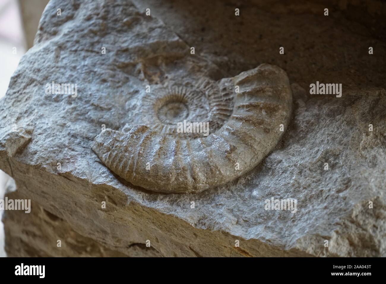 Ammonite is a fossilization of a squid enclosure, photographed here ...
