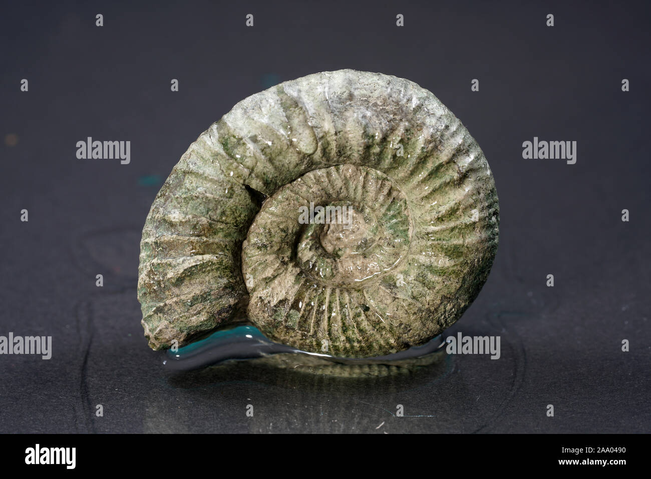 Ammonite is a fossilization of a squid enclosure, photographed here ...