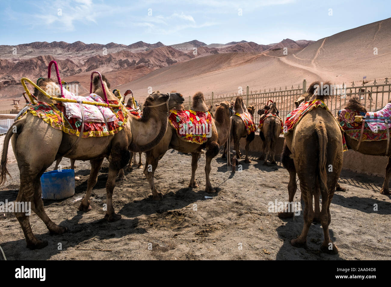 Bactrian camels for tourist ride in Gaochang Mountains Stock Photo - Alamy