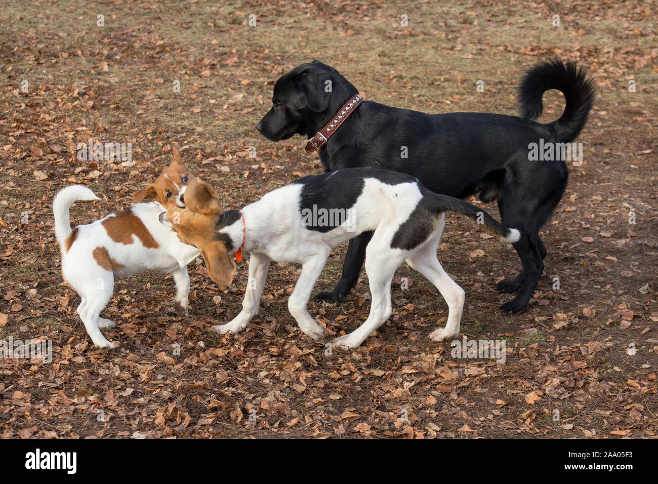 Black Lab Jack Russell Mix
