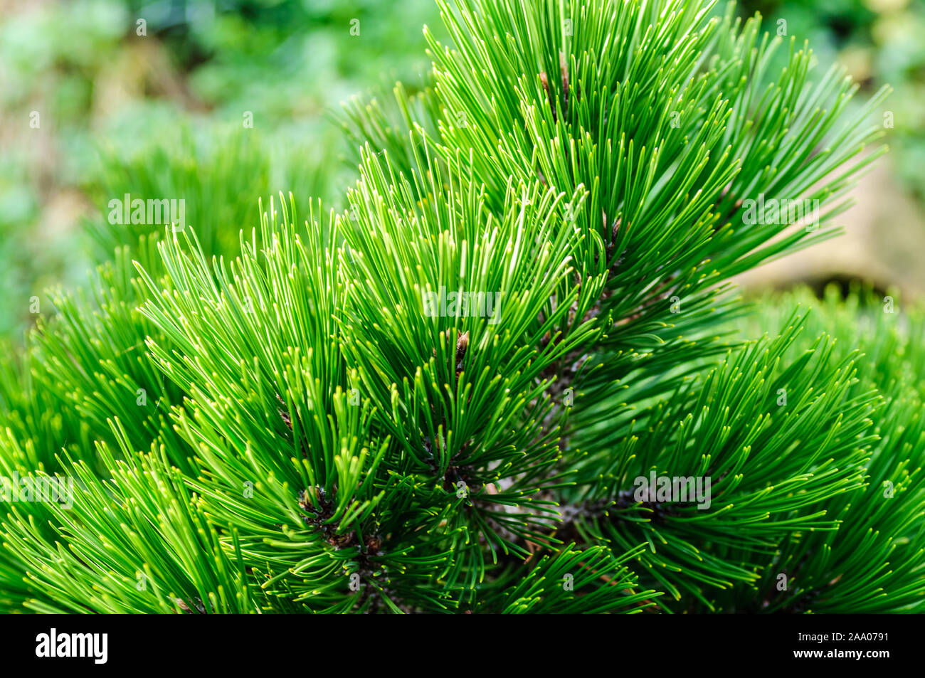 Branch of a coniferous tree with long needles in shadow Stock Photo - Alamy