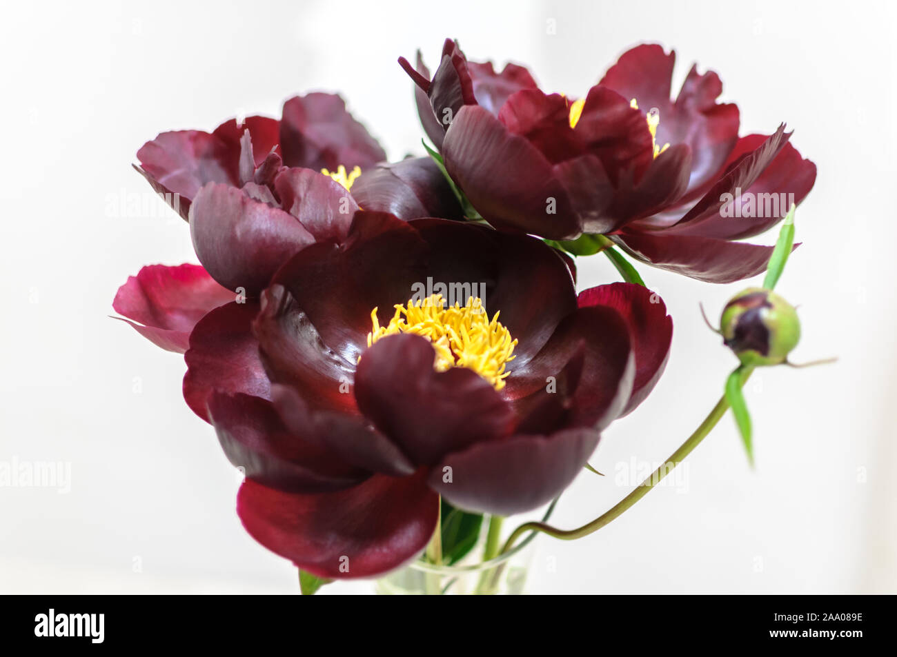 Peony flower of dark burgundy color on white background Stock Photo - Alamy