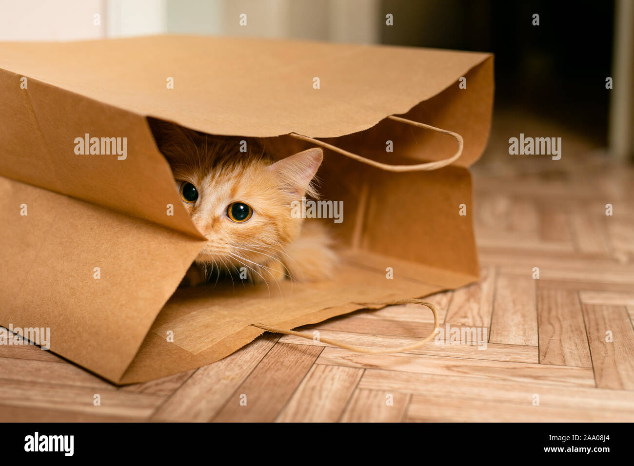 Cute baby kitten sitting inside of brown paper grocery sack Stock Photo ...