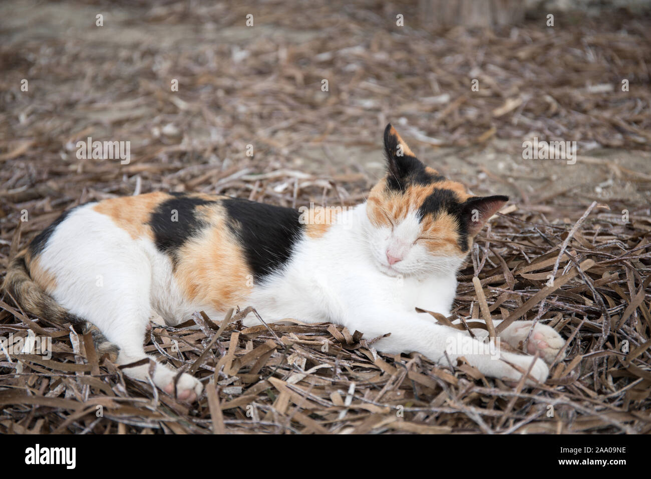 Sleeping greek hi-res stock photography and images - Alamy