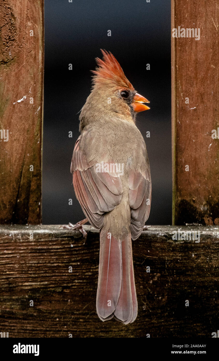 On the lookout Stock Photo - Alamy