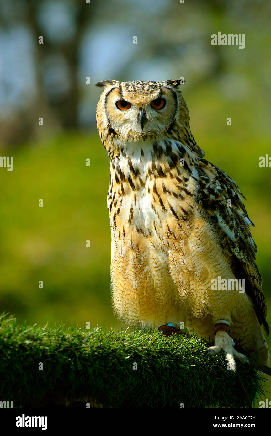 European eurasian eagle owl bubo bubo on perch hi-res stock photography ...