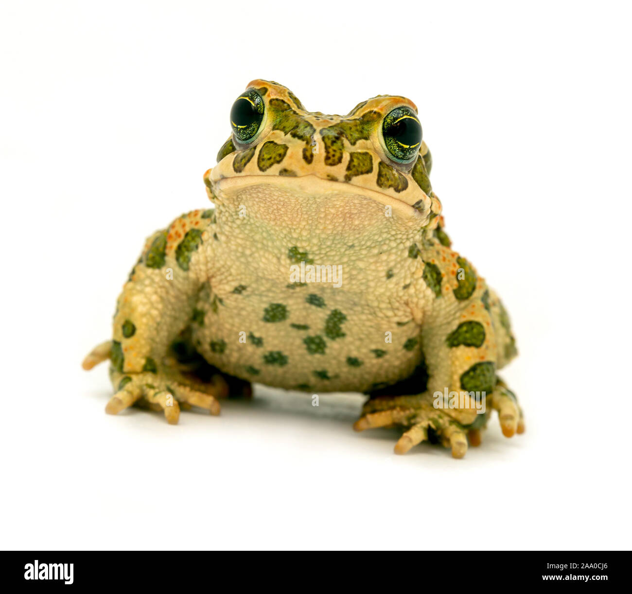 Close up toad frog Cut Out Stock Images & Pictures - Alamy