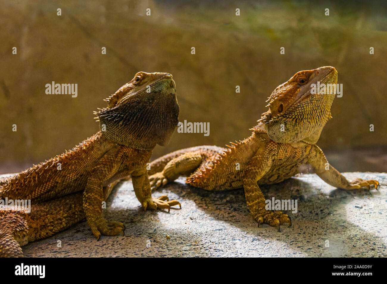 Bearded dragons sun hi-res stock photography and images - Alamy