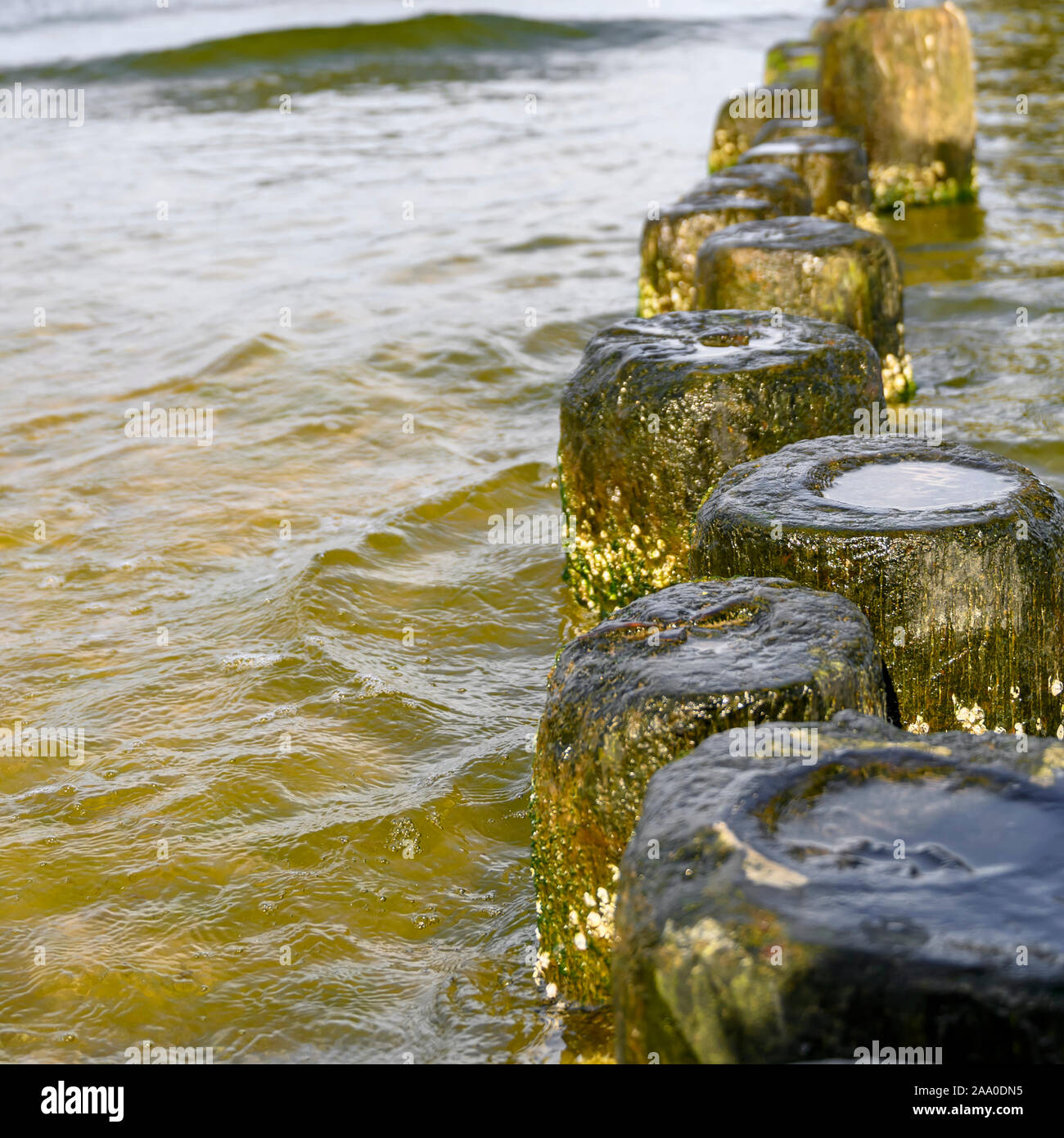 Wooden groynes covered with yellow-green algae (Xanthophyceae Stock ...