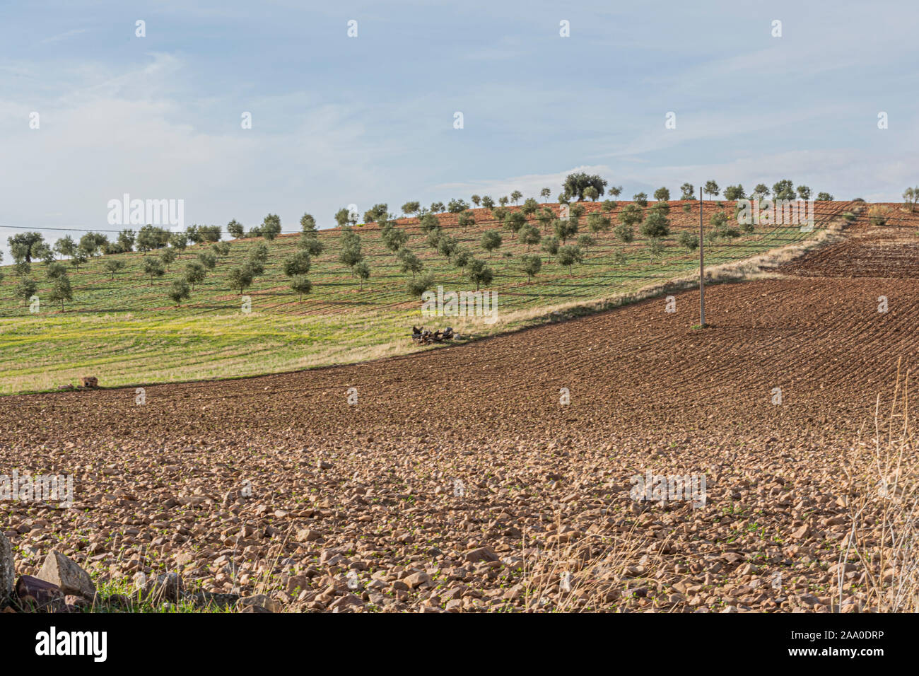Classic European landscape of crop fields on wavy surfaces. Mora town ...