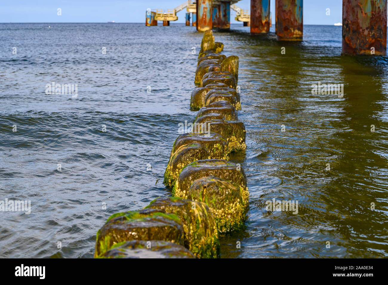 Wooden groynes covered with yellow green algae (Xanthophyceae) under a ...