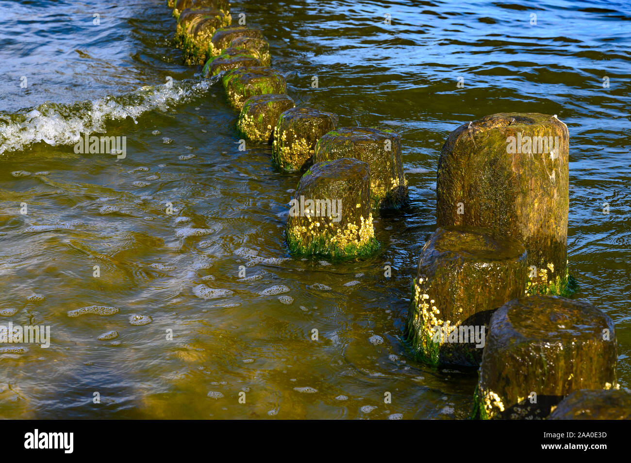 Wooden groynes covered with yellow-green algae (Xanthophyceae Stock ...