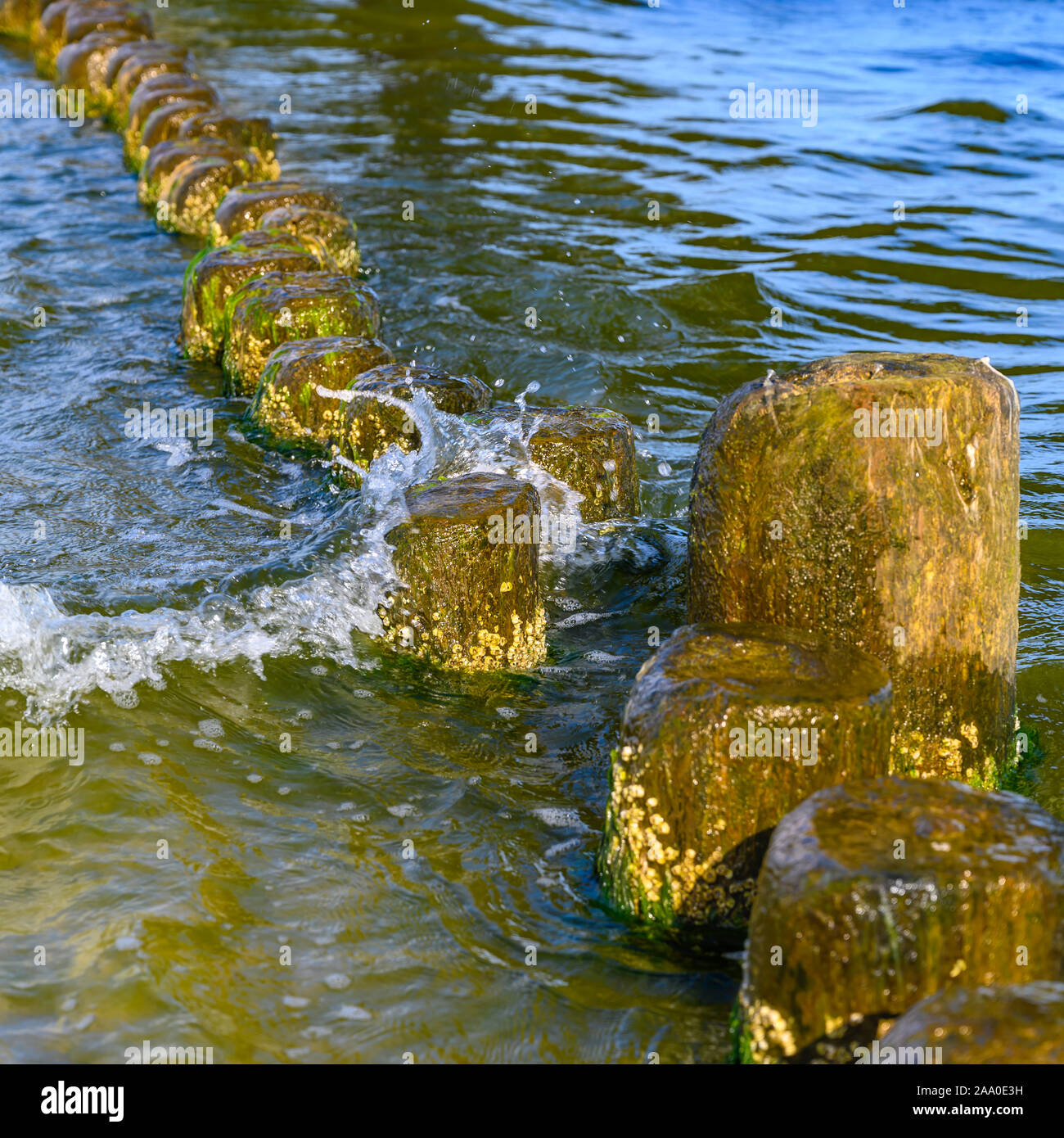 Wooden groynes covered with yellow-green algae (Xanthophyceae Stock ...