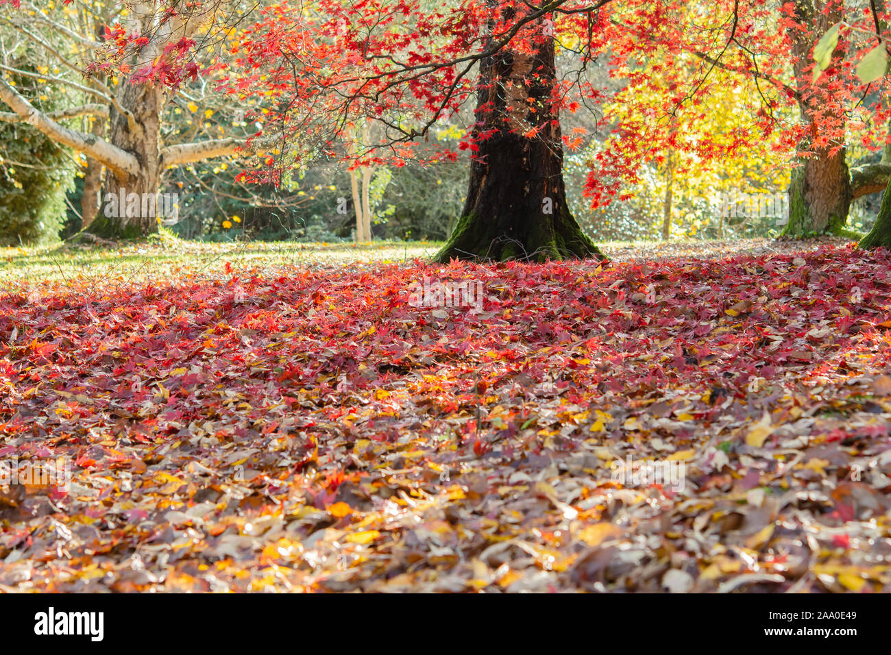Beautiful british autumn, colorful landscape in red and yellow, trees ...