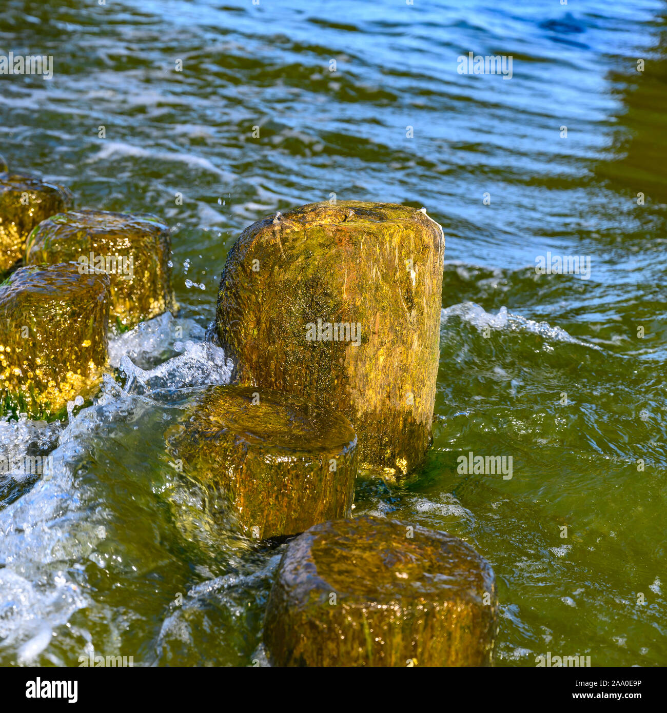 Xanthophyceae hi-res stock photography and images - Alamy