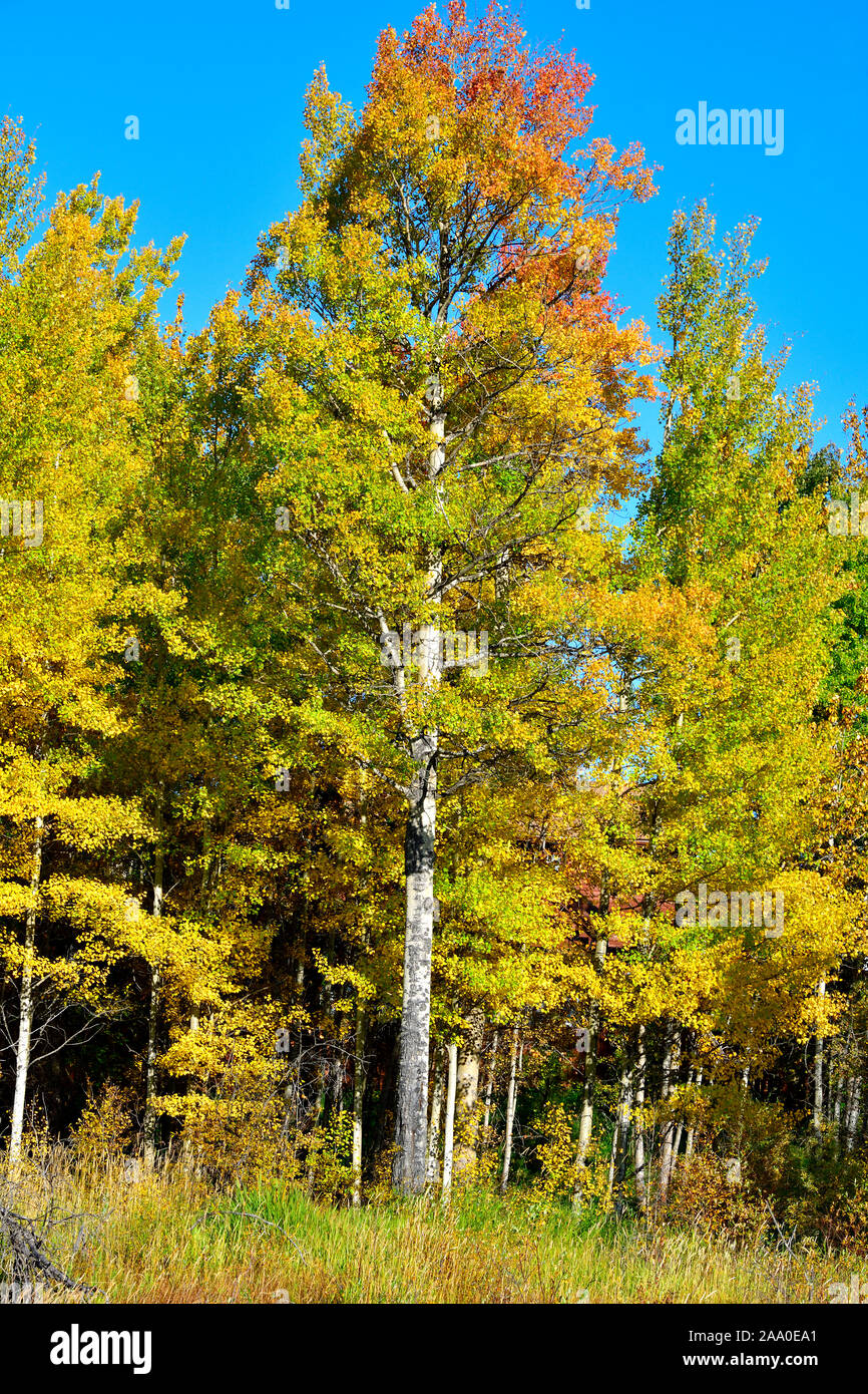 A fall image of a stand of aspen trees with thier leaves turning the ...