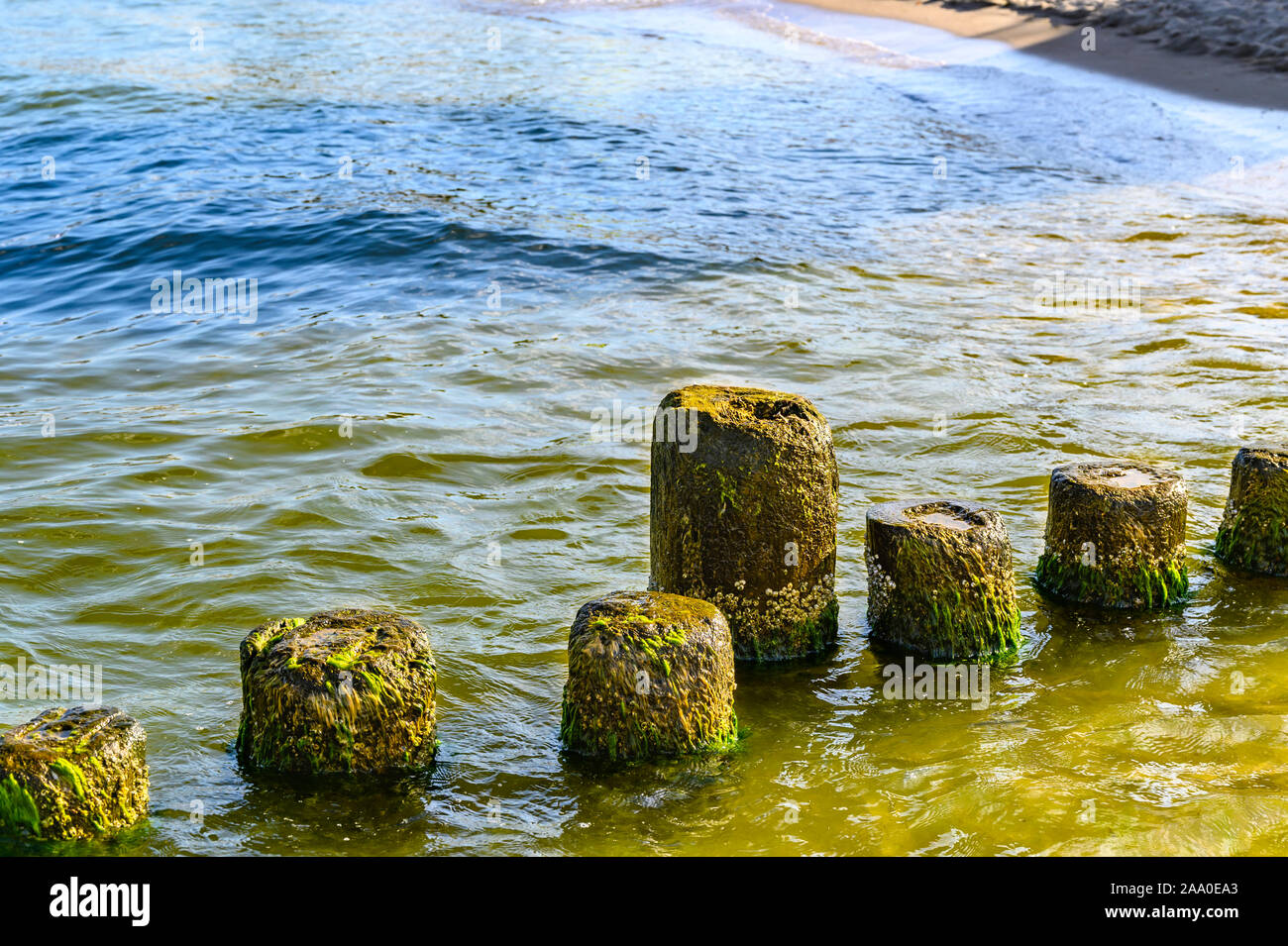 Wooden groynes covered with yellow-green algae (Xanthophyceae Stock ...