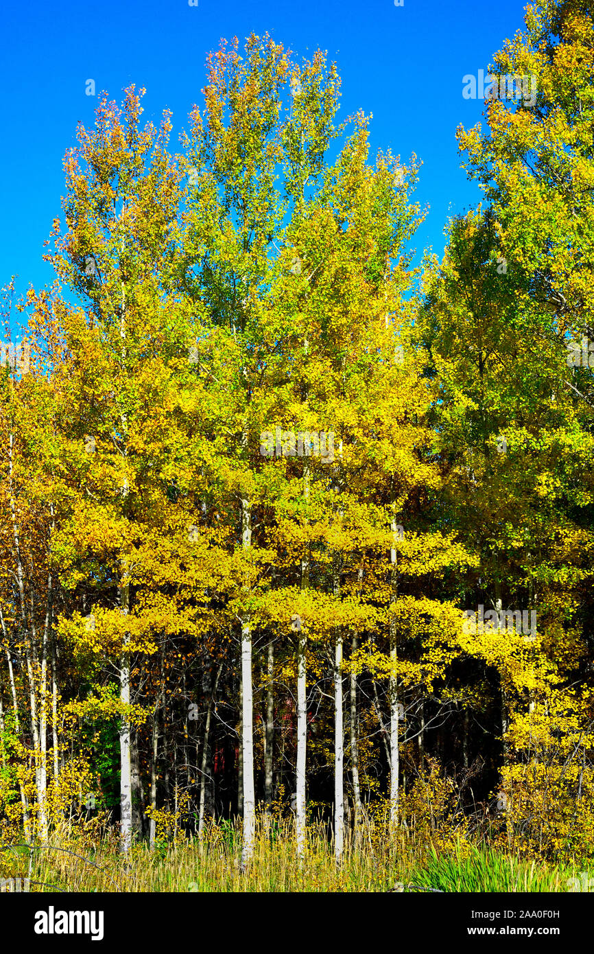A fall image of a stand of aspen trees with their leaves turning the ...