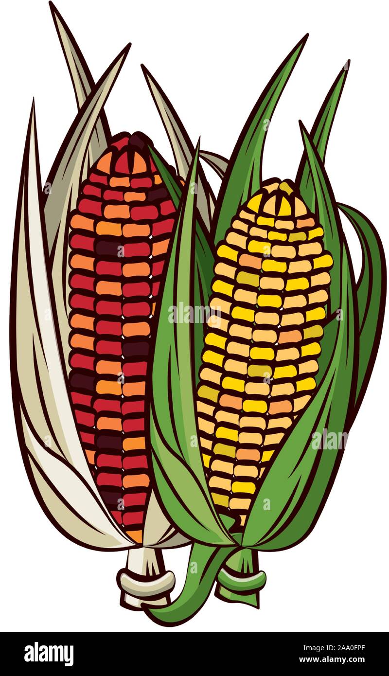 corn cob vegetable thanksgiving icon Stock Vector Image & Art - Alamy