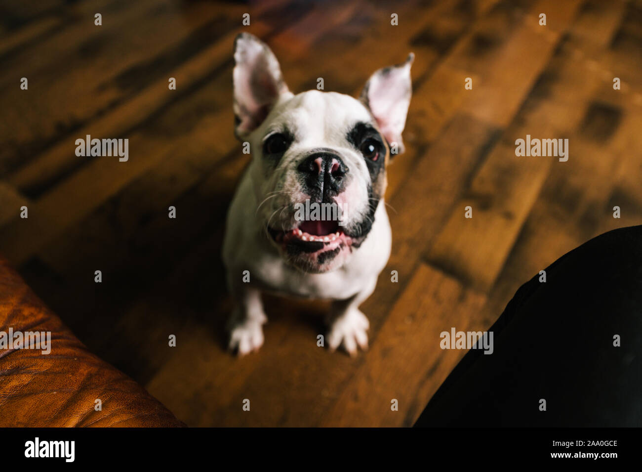 English bulldog barking with ears flopping up in home on wood floor ...