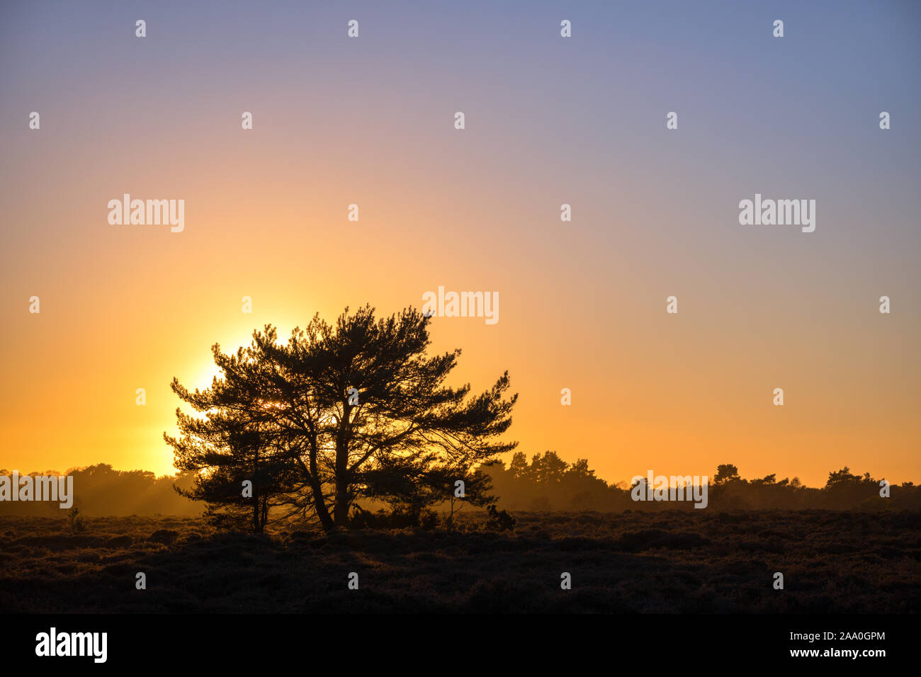 Heather pine tree golden hi-res stock photography and images - Alamy