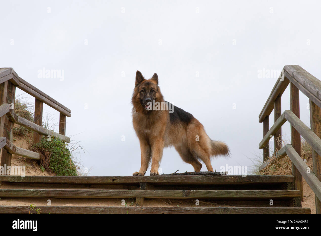 German shepherd dog posing at camera Stock Photo - Alamy