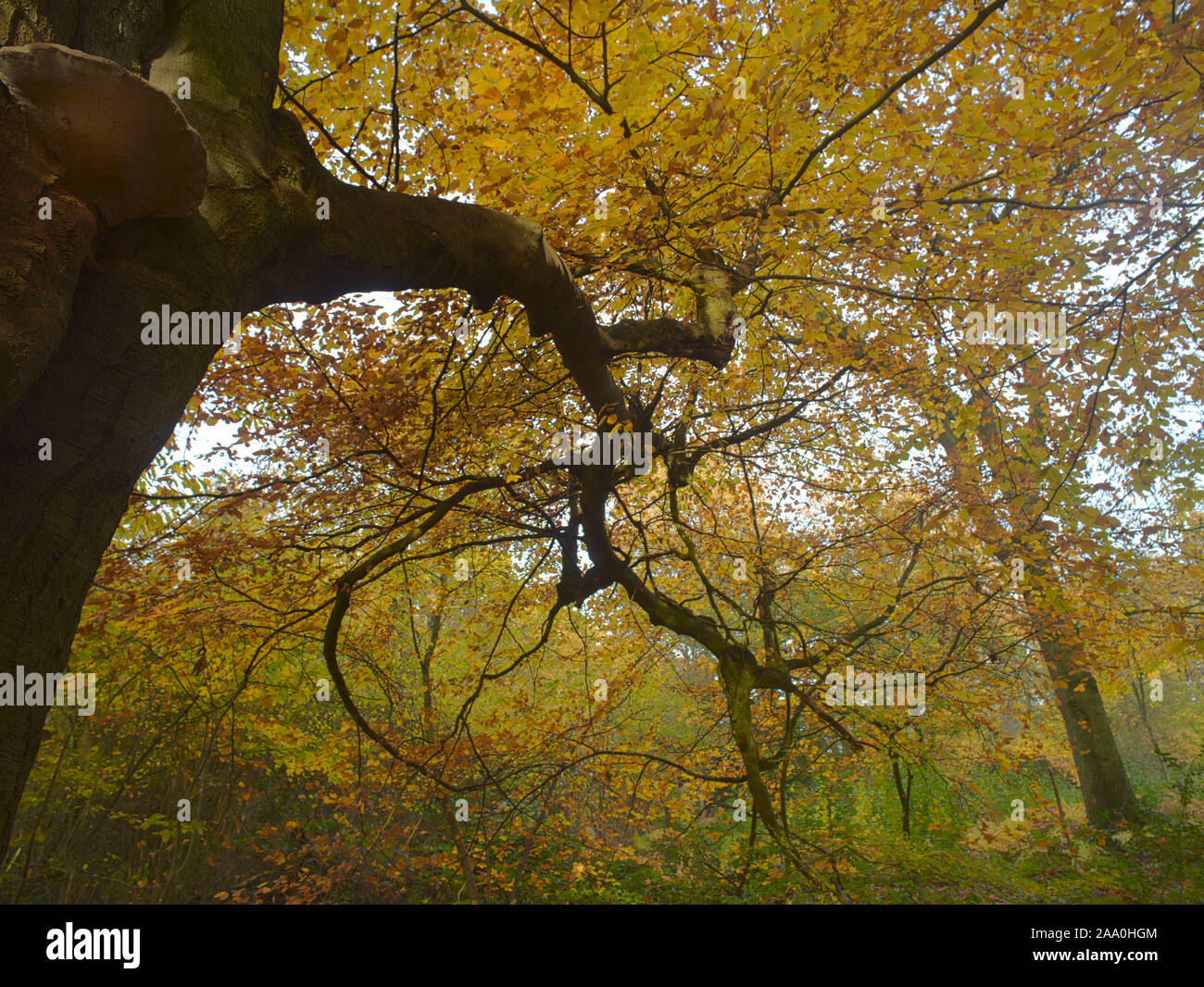 Woodland landscape in the Surrey countryside in an English autumn Stock ...