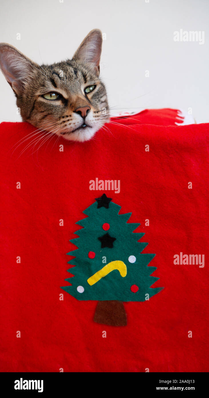 Striped tom cat as a Christmas present Stock Photo - Alamy