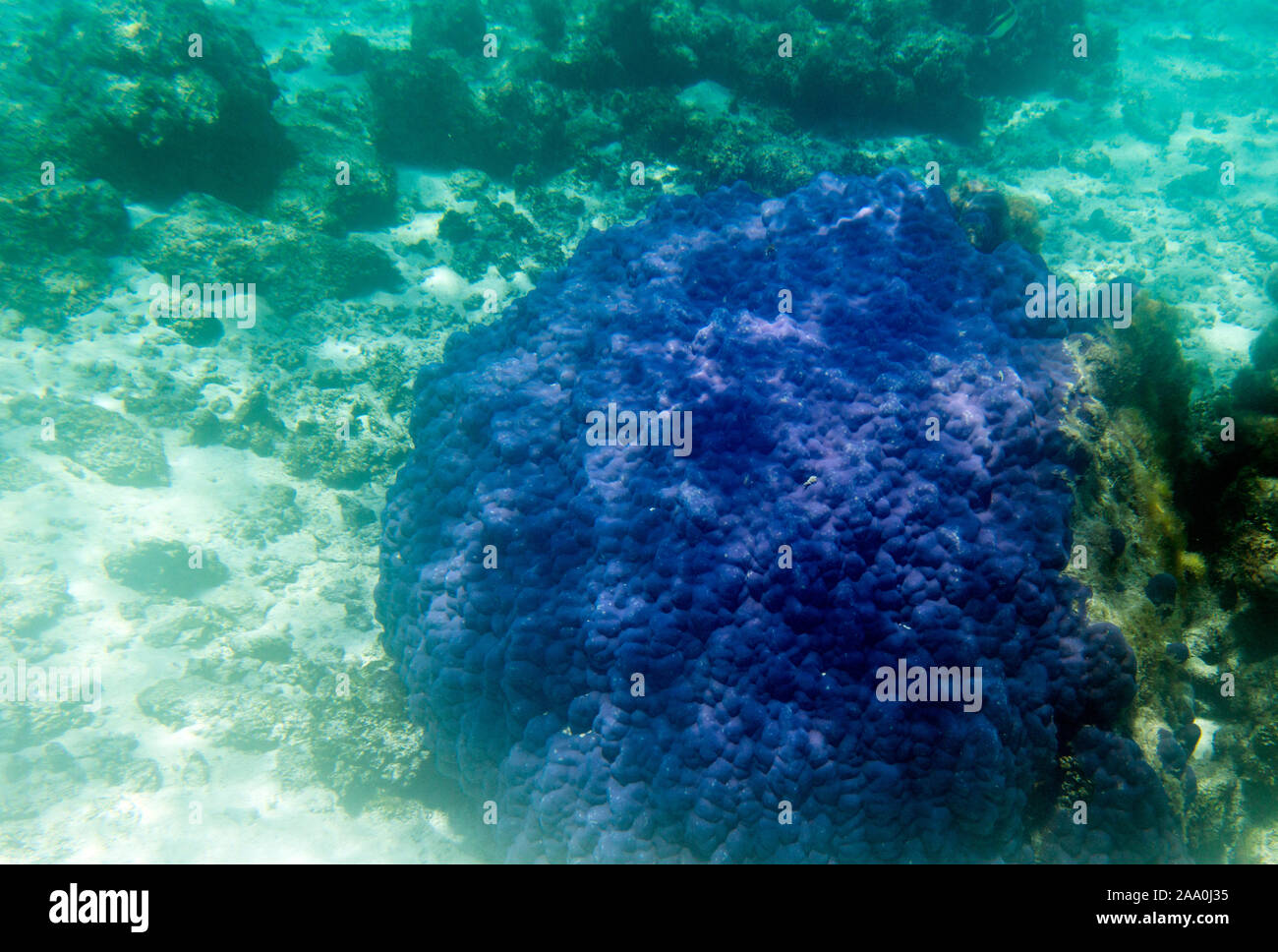 A coral reef scene taken in New Caledonia Stock Photo - Alamy