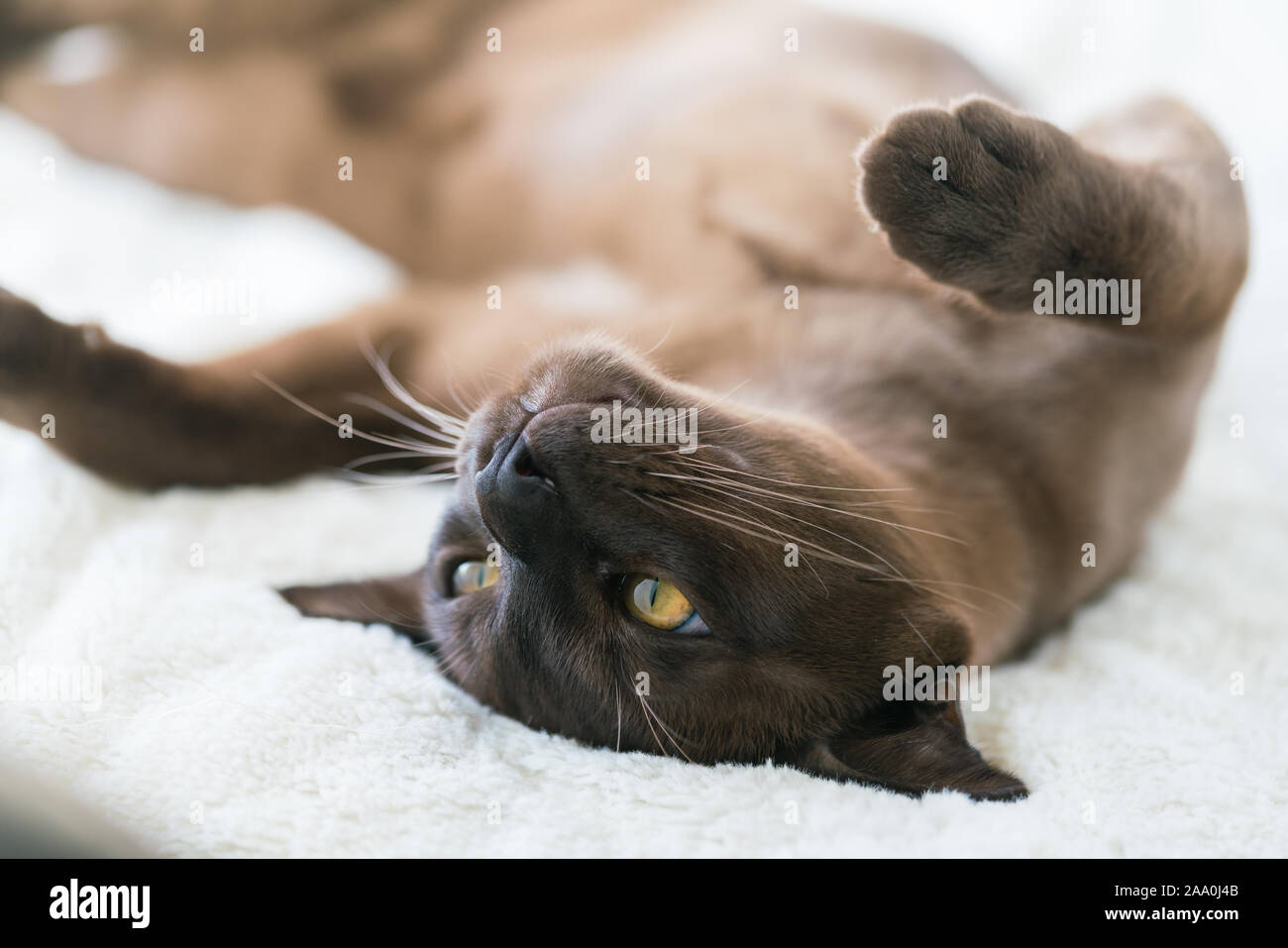 brown burmese kitten lies on a white blanket at home Stock Photo - Alamy