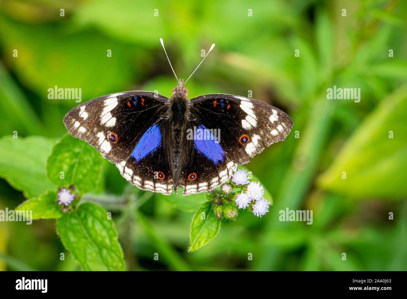 Atlas blue butterfly hi-res stock photography and images - Alamy