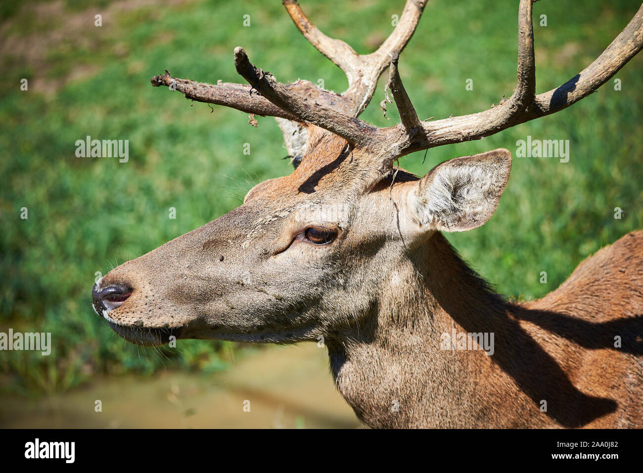 Cervidae family hi-res stock photography and images - Alamy